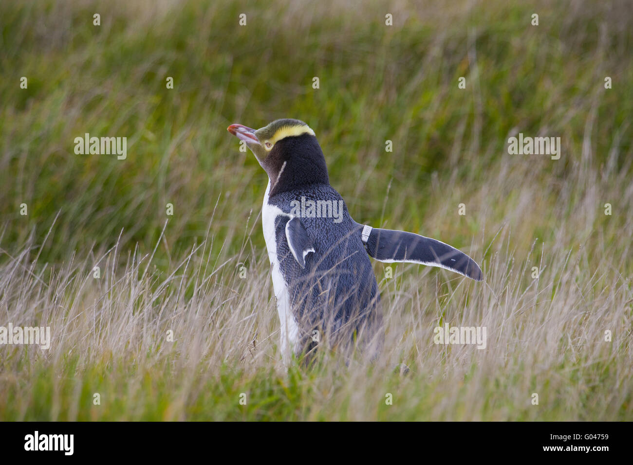 Penguin eye hi-res stock photography and images - Alamy