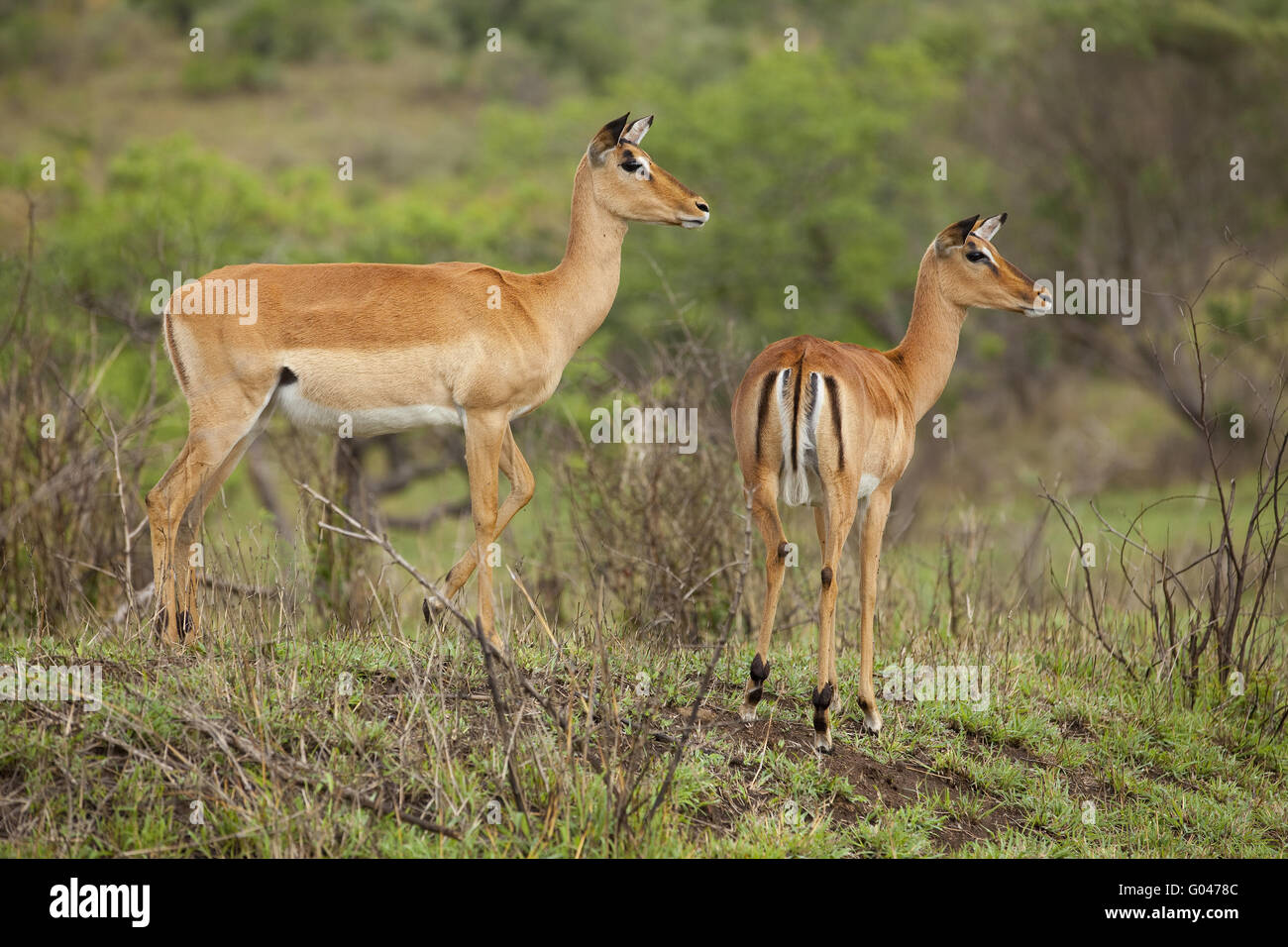 Antilope Afrika High Resolution Stock Photography and Images - Alamy