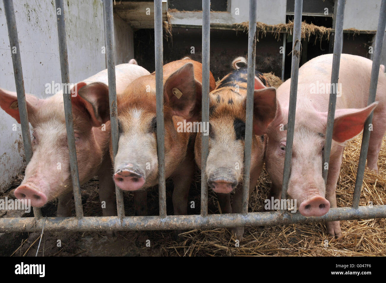 Domestic pigs in stable, organic keeping, organic farm, Lindow ...