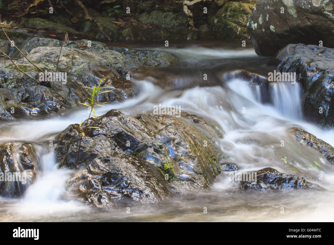 rainforest waterfall and rocks covered with moss Stock Photo - Alamy