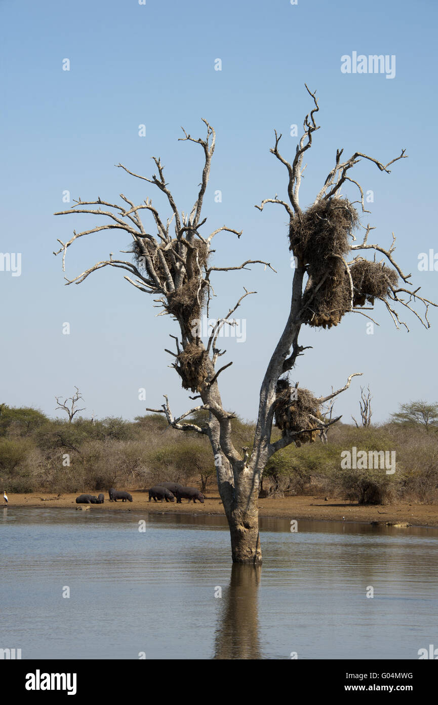 Sabie lake hi-res stock photography and images - Alamy