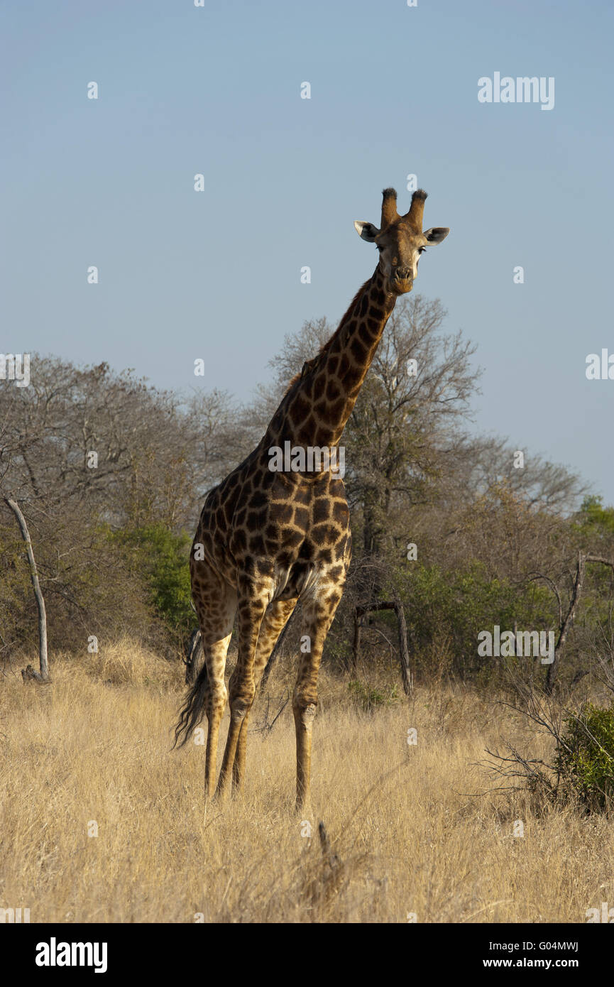 Kruger nationalpark giraffe hi-res stock photography and images - Alamy