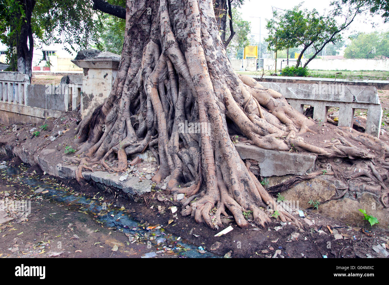 India, Puducherry tree roots by the street road Stock Photo - Alamy