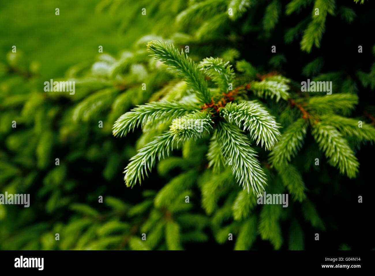 green prickly branches of a fur-tree or pine Stock Photo - Alamy