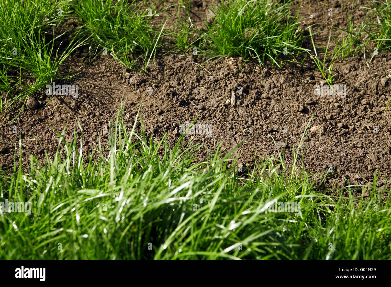 blades of green grass and brown pieces of ground Stock Photo - Alamy