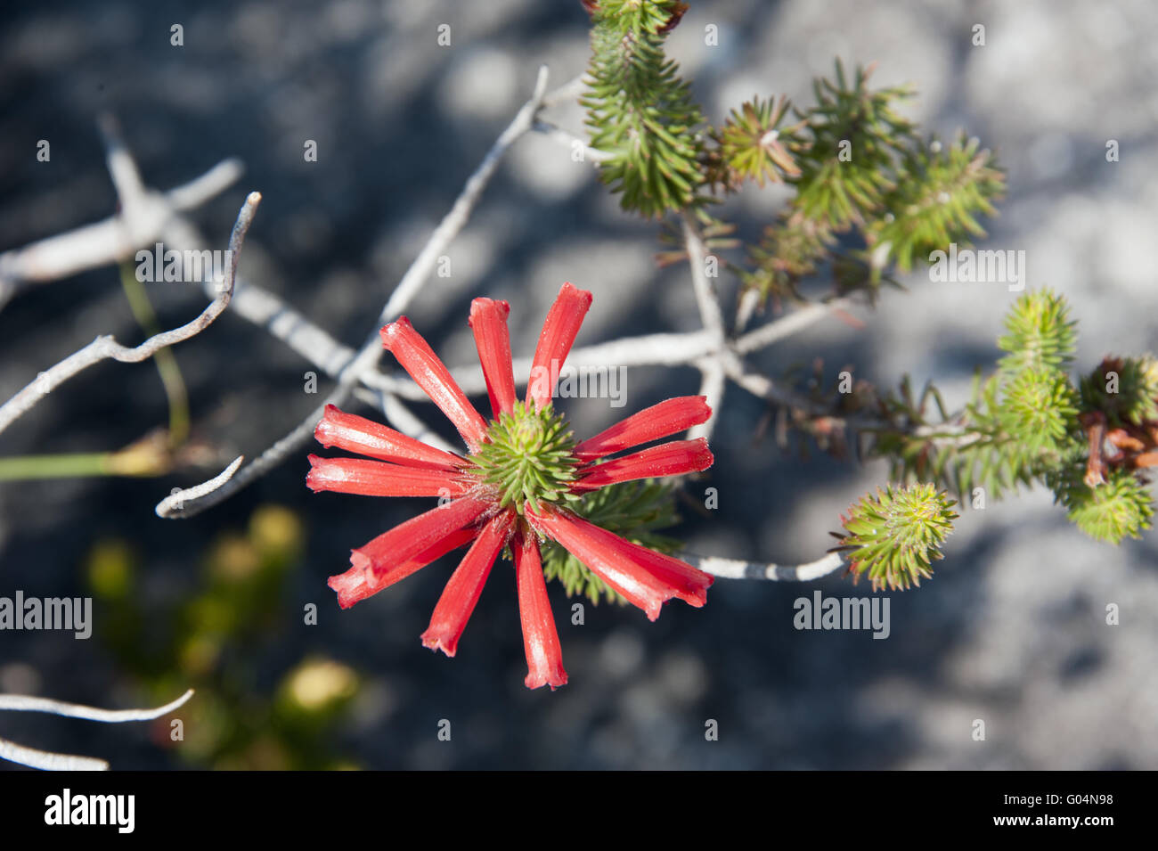 Cape erica hi-res stock photography and images - Alamy