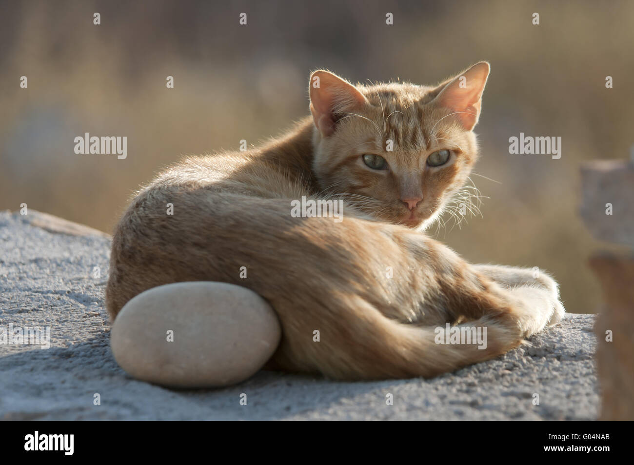 Cat, red tabby, resting on a wall, Cyclades Stock Photo - Alamy