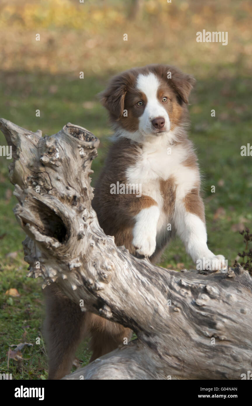 Young Australian Shepherd, Red Tri, on a tree log Stock Photo - Alamy