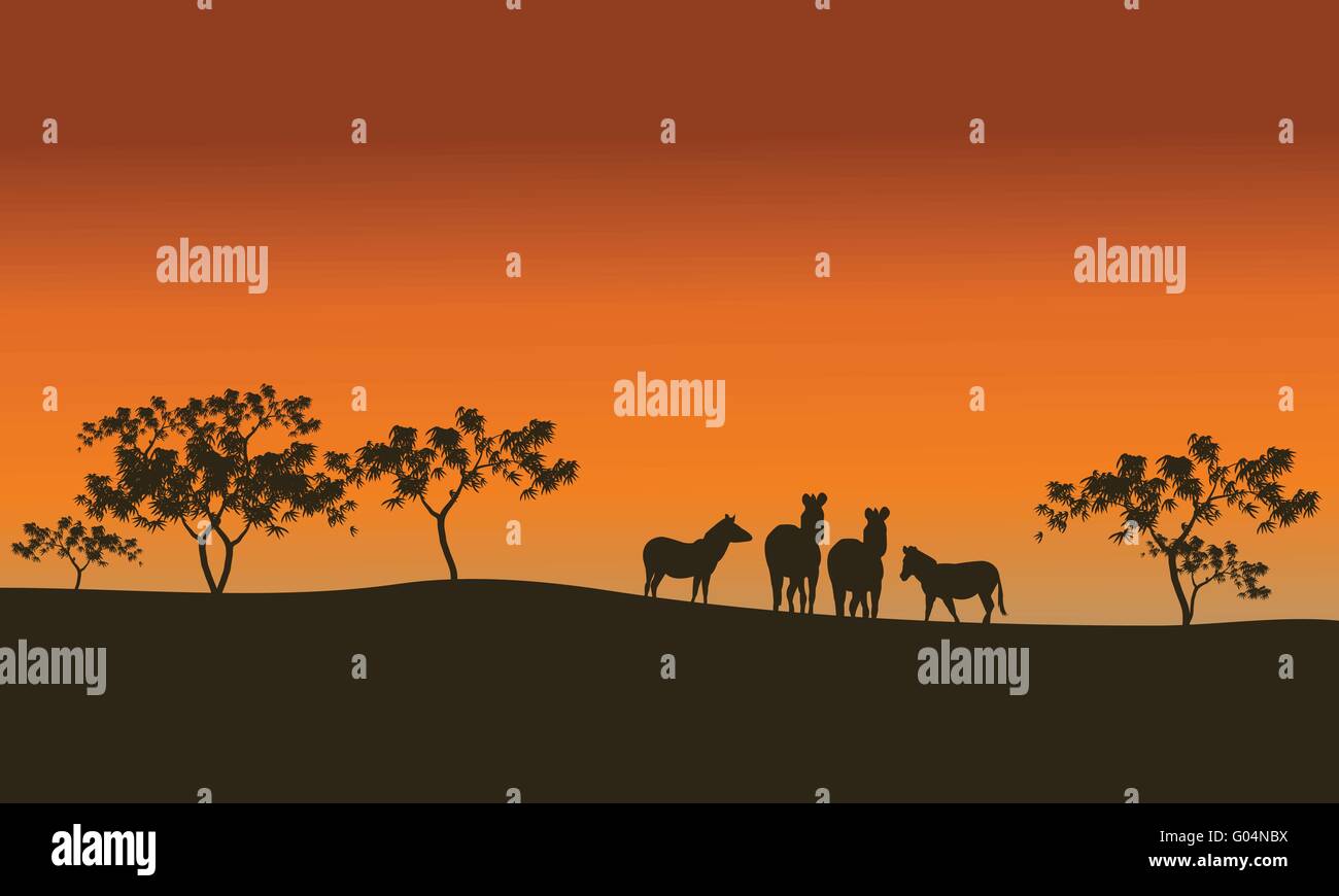 Wild zebra in beautiful Stock Vector Images - Alamy