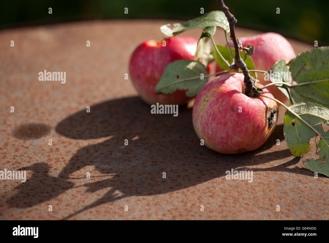 Rotten apple worm hi-res stock photography and images - Alamy