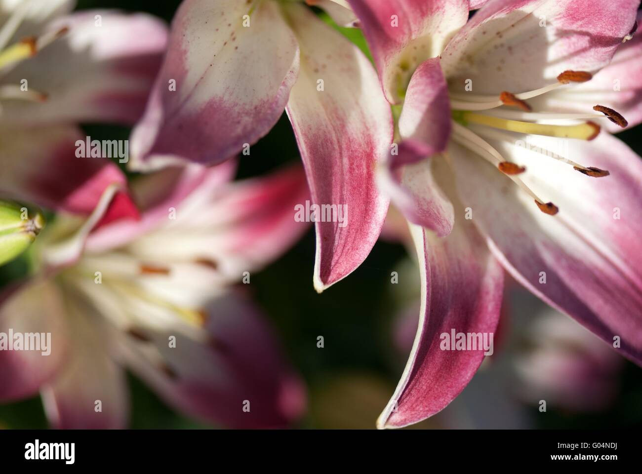Rain lily blooms hi-res stock photography and images - Alamy
