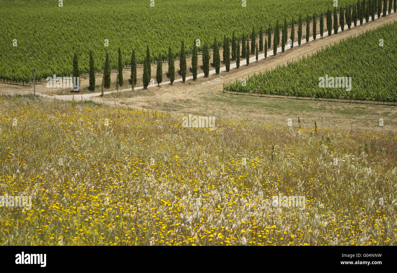 Real cypress hi-res stock photography and images - Alamy