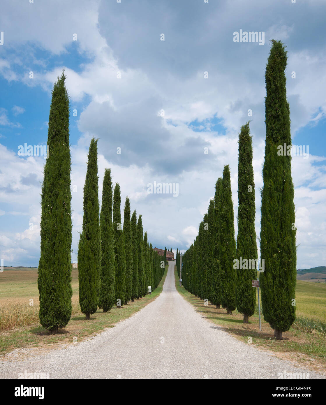 Cypress trees yard hi-res stock photography and images - Alamy