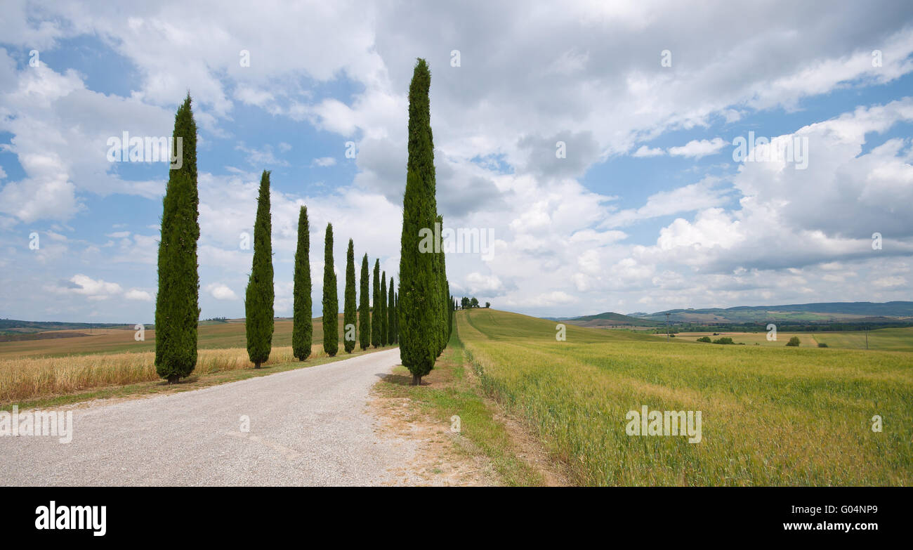 Italian cypress trees cupressus sempervirens hi-res stock photography ...