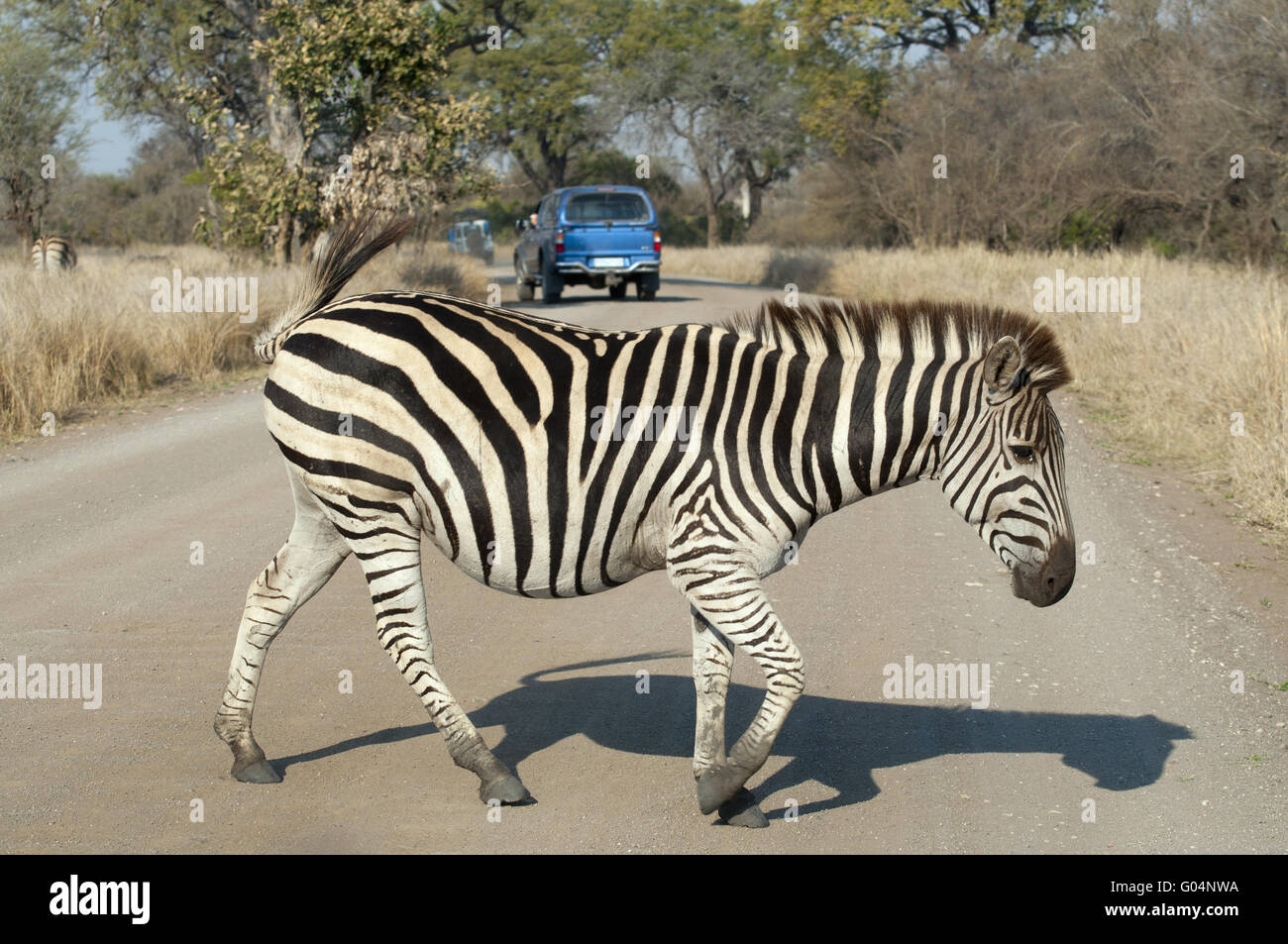 Zebra car hi-res stock photography and images - Alamy