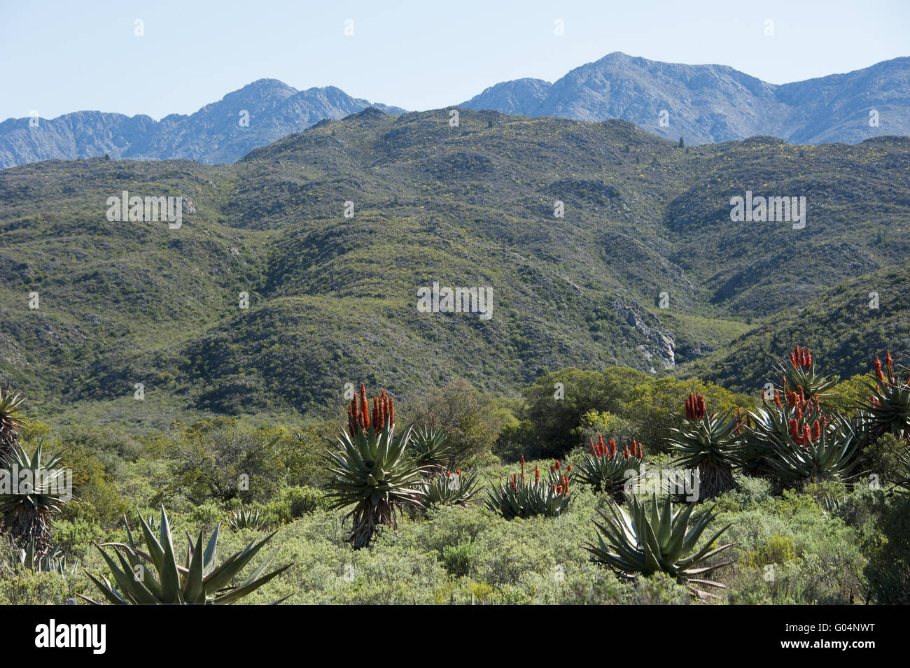 Cape aloe bitter aloe red hi-res stock photography and images - Alamy