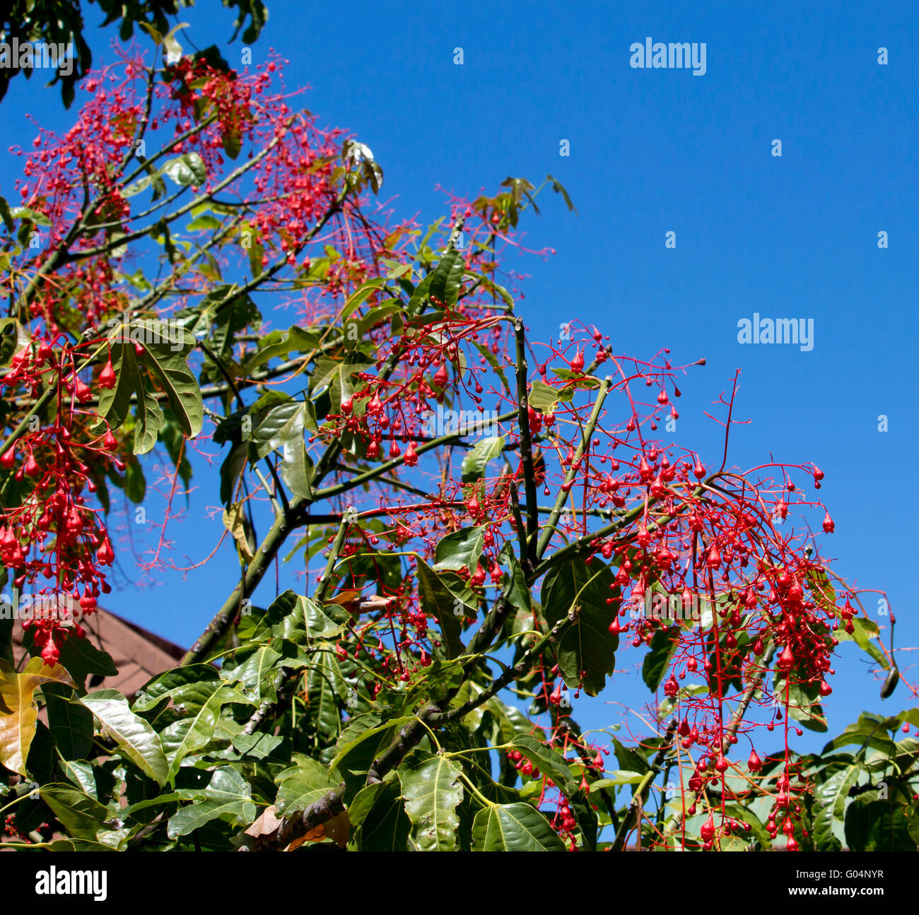 Australian Brachychiton acerifolius, Illawarra Flame Tree, flowering in ...