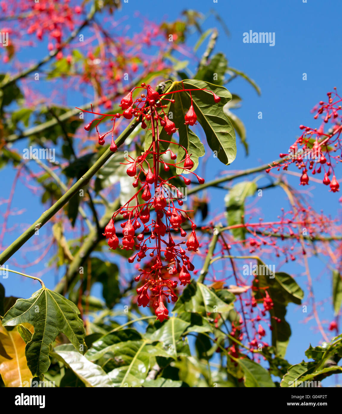 Australian Brachychiton acerifolius, Illawarra Flame Tree, flowering in ...