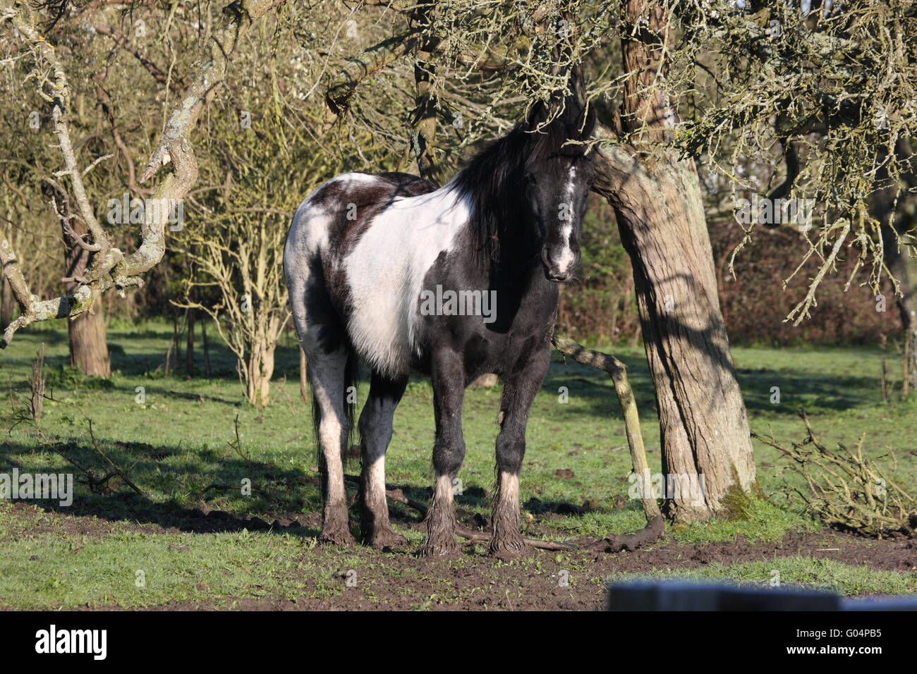 PIEBALD COB HORSE FULL BODY STANDING IN A FIELD/ORCHARD ,MUDDY FEET ...