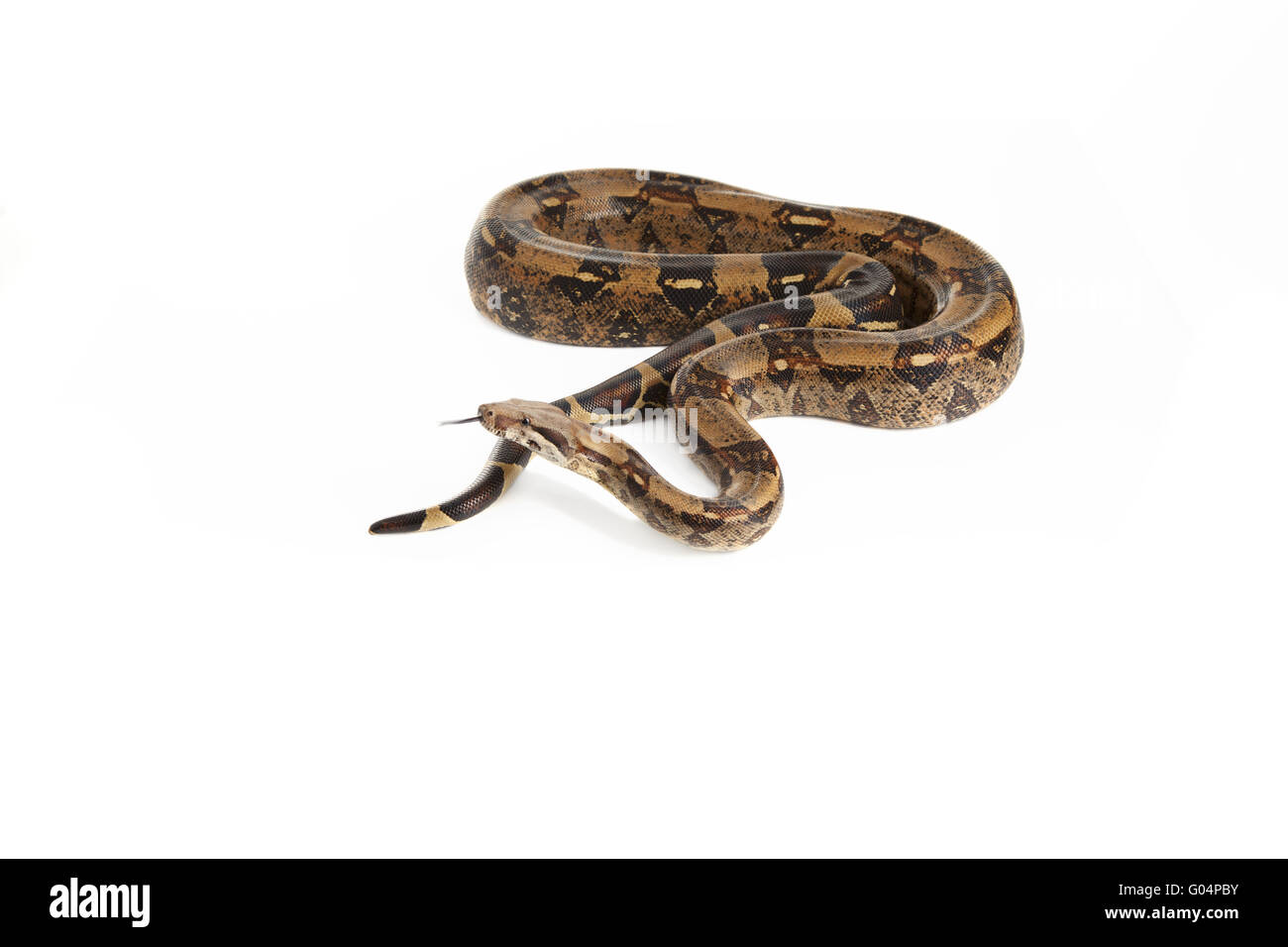 Schlange Snake Boa Natter with white background Stock Photo - Alamy