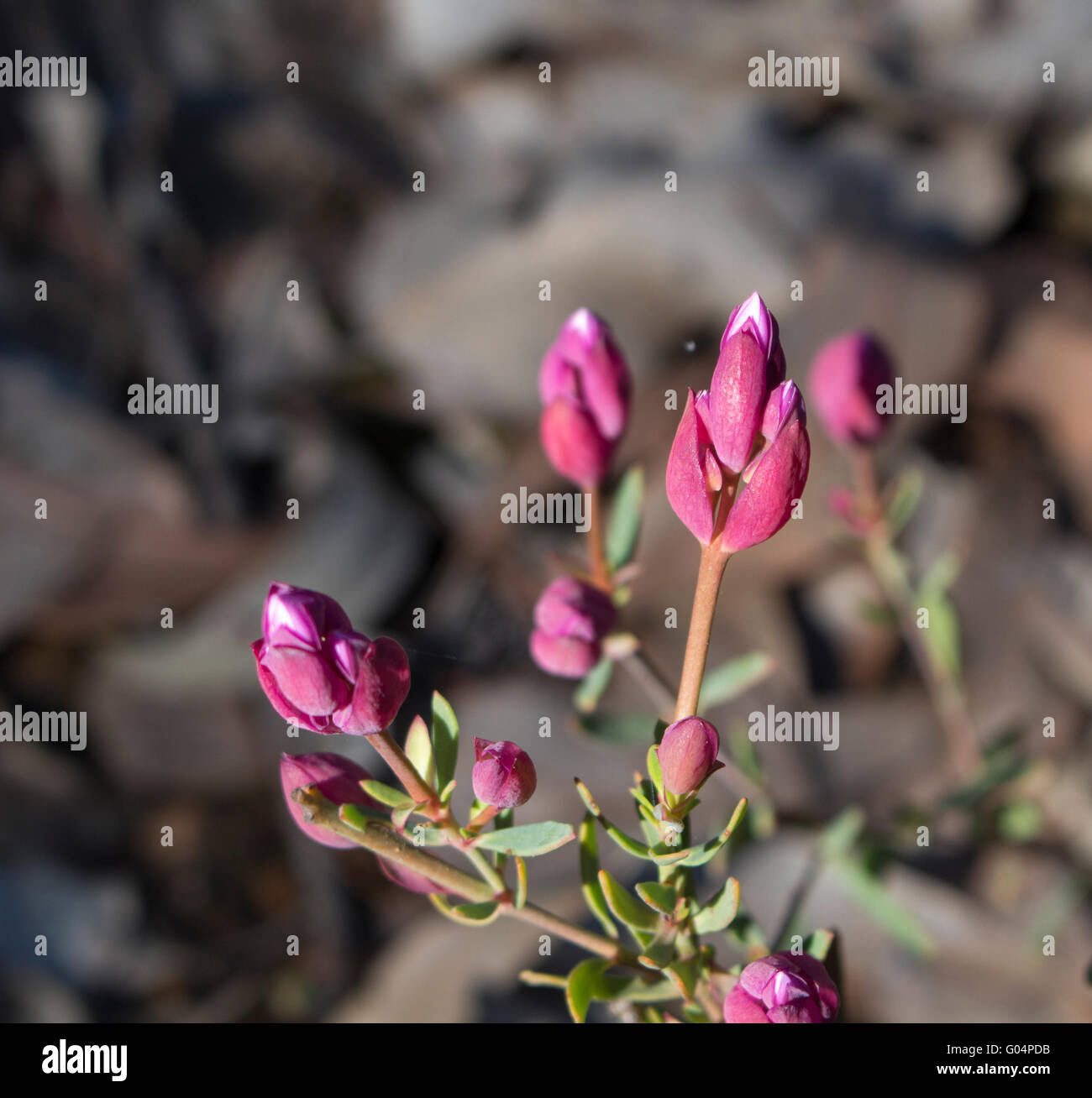 Boronia Plant Flowers High Resolution Stock Photography and Images - Alamy