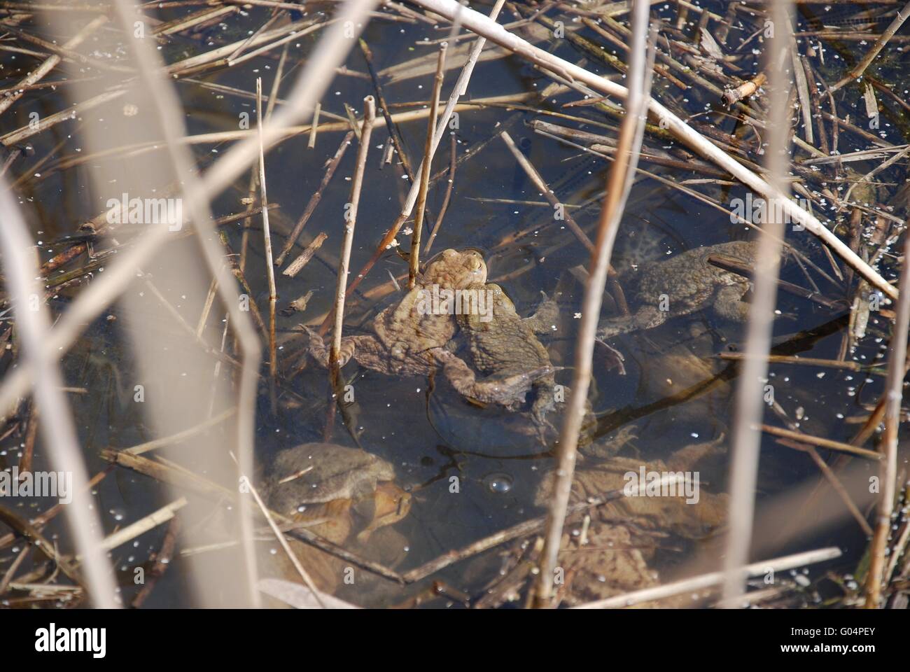 Toads mating in water hi-res stock photography and images - Alamy