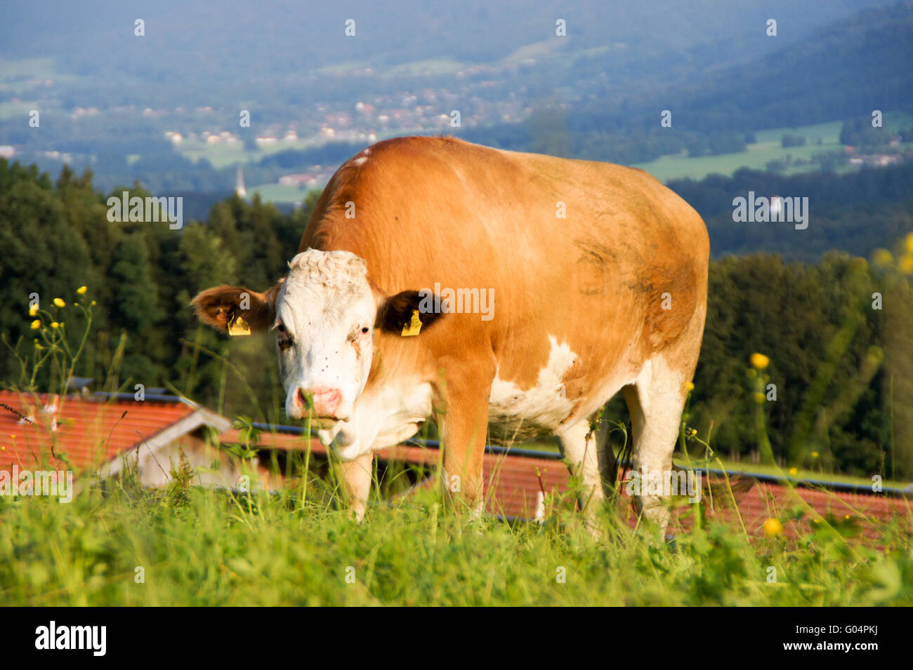 cow mountain grass alm Alps Stock Photo - Alamy