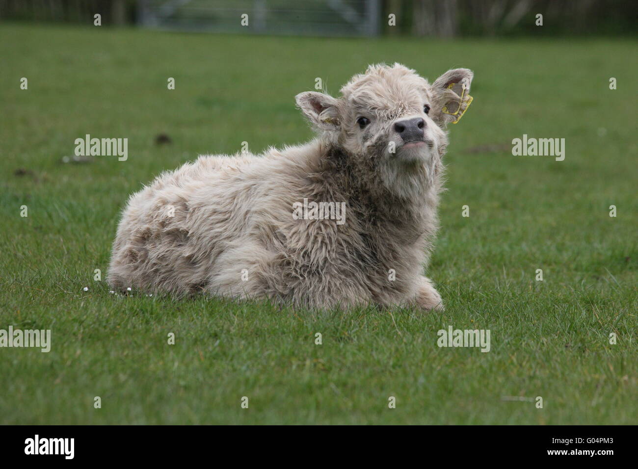 HEAD SHOT OF HIGHLAND CROSS CATTLE Stock Photo - Alamy