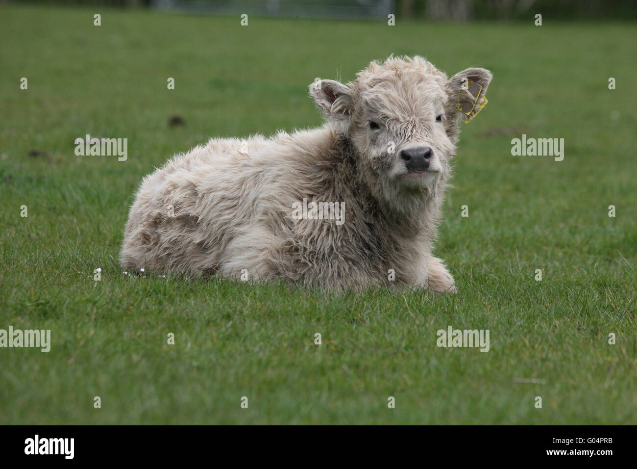HEAD SHOT OF HIGHLAND CROSS CATTLE Stock Photo - Alamy