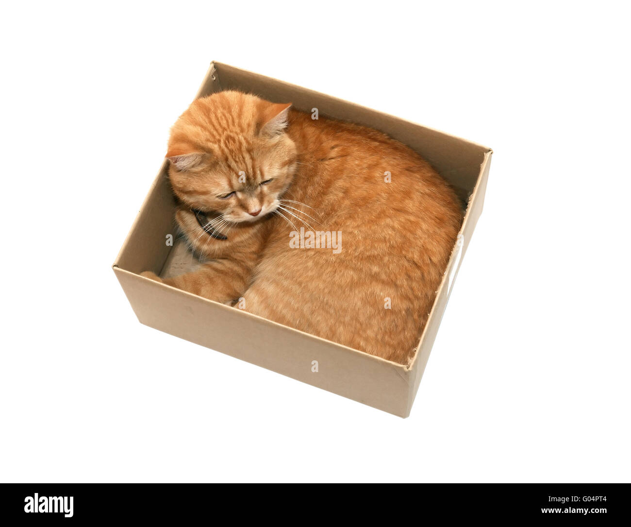 Ordinary domestic ginger cat inside cardboard box Stock Photo - Alamy