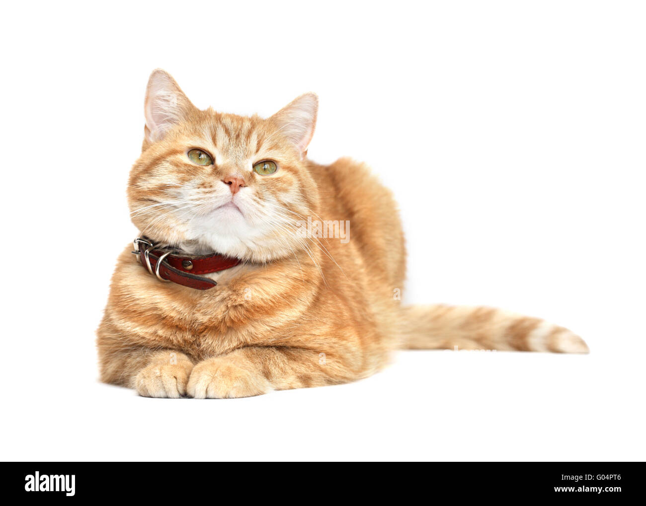 Ordinary domestic ginger cat on white background Stock Photo - Alamy