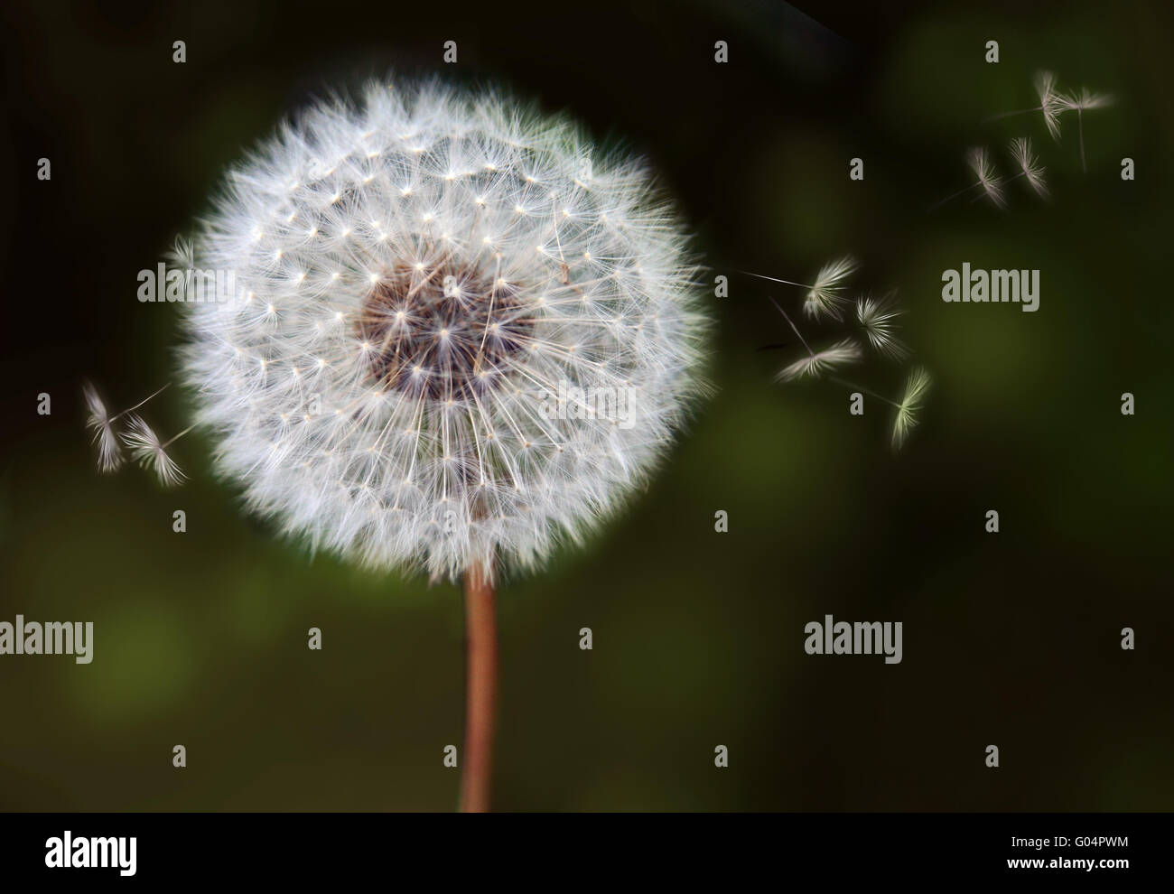 Wildblumen fotografie hi-res stock photography and images - Alamy