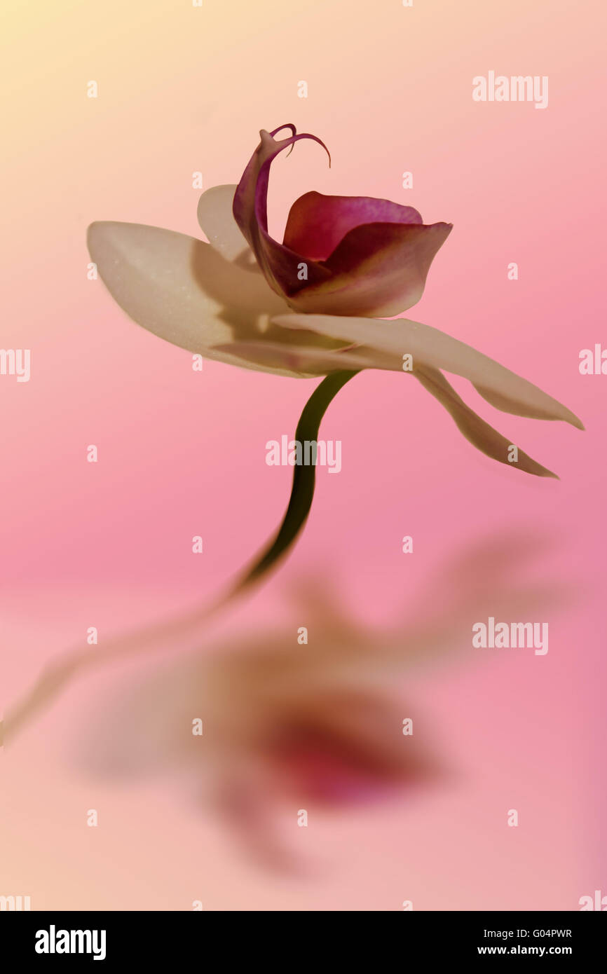 Swinging flowers hi-res stock photography and images - Alamy