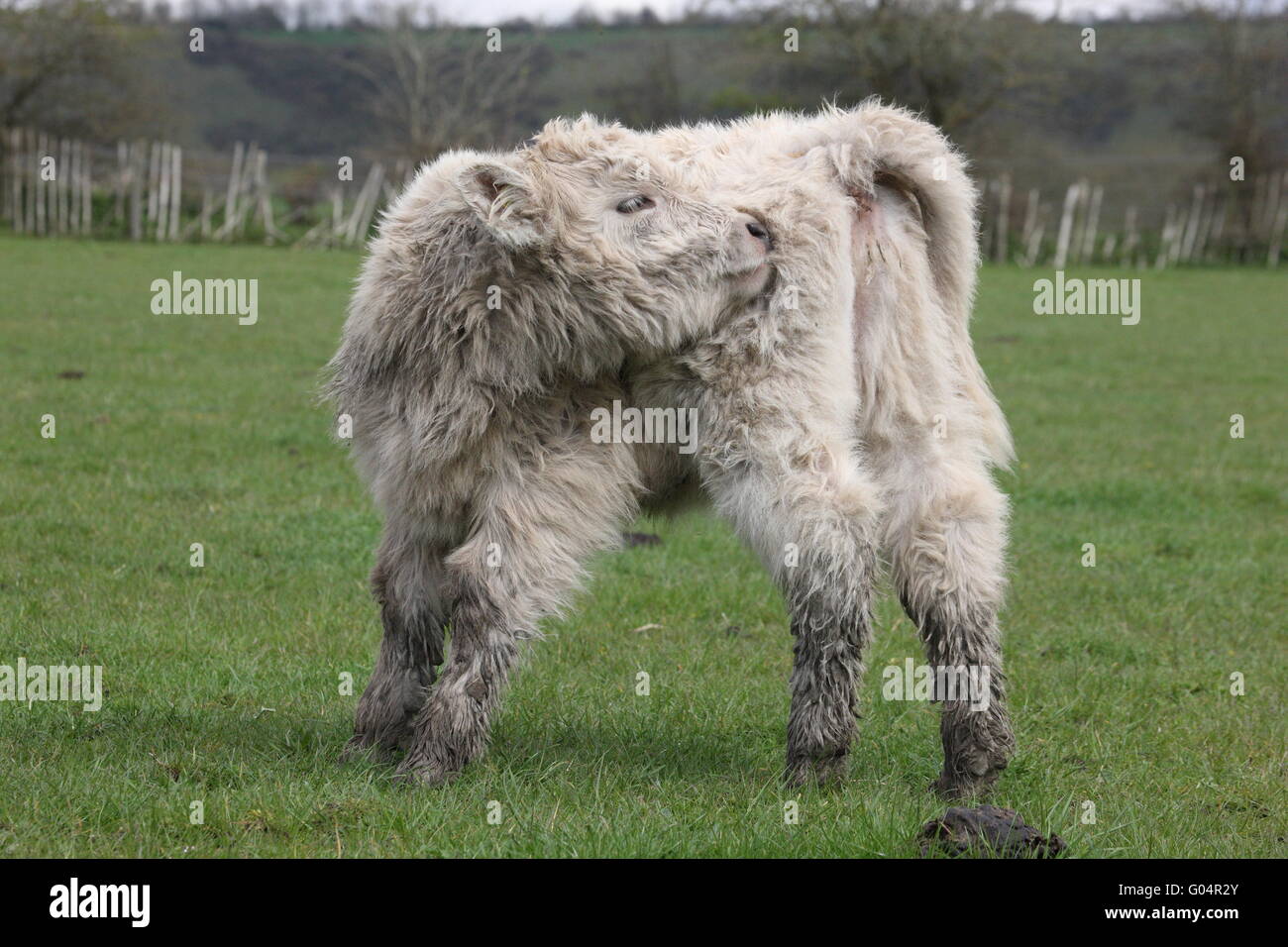 HEAD SHOT OF HIGHLAND CROSS CATTLE Stock Photo - Alamy