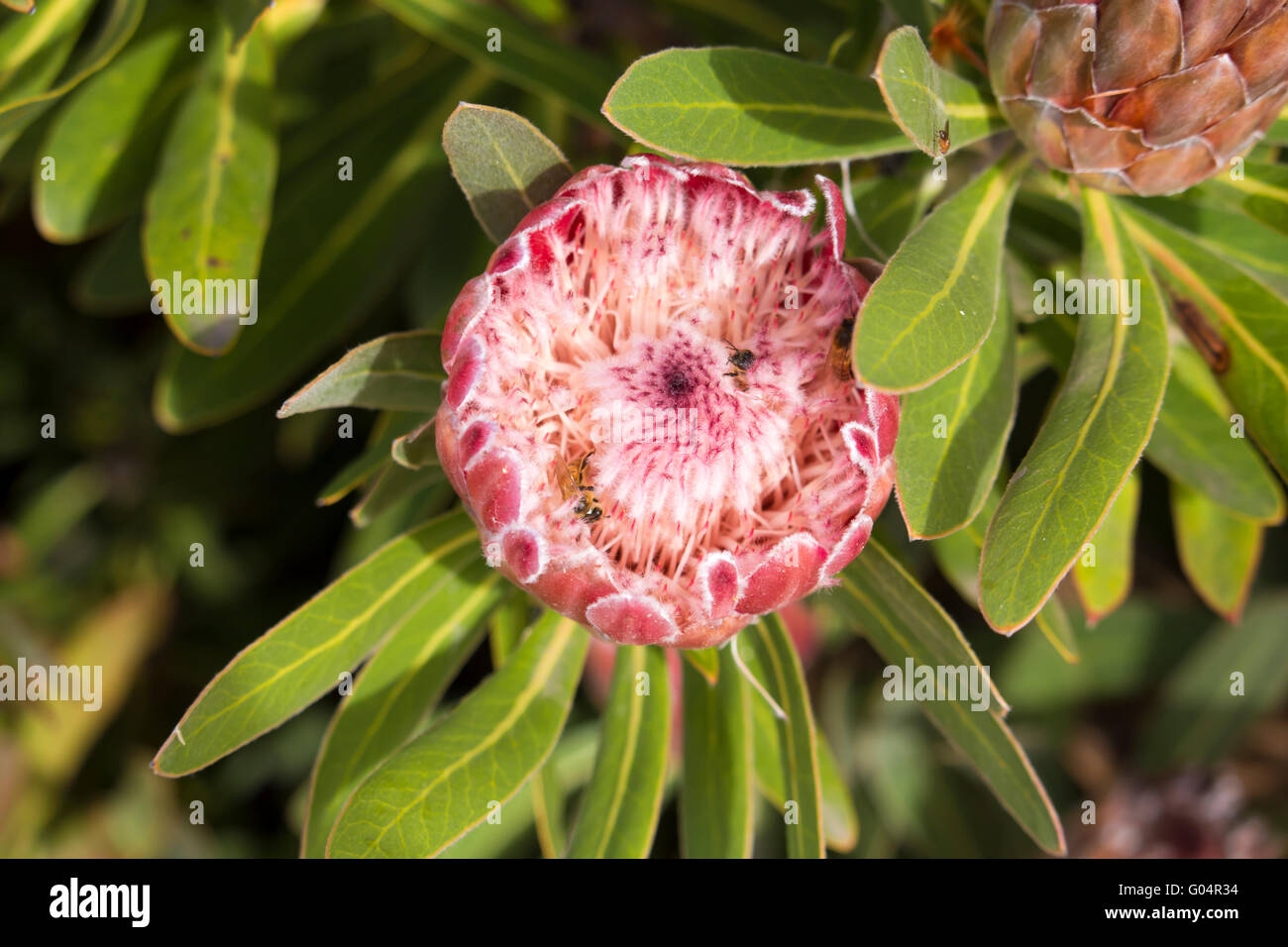 Bees getting pollen from the stunning pale pink long lasting decorative ...
