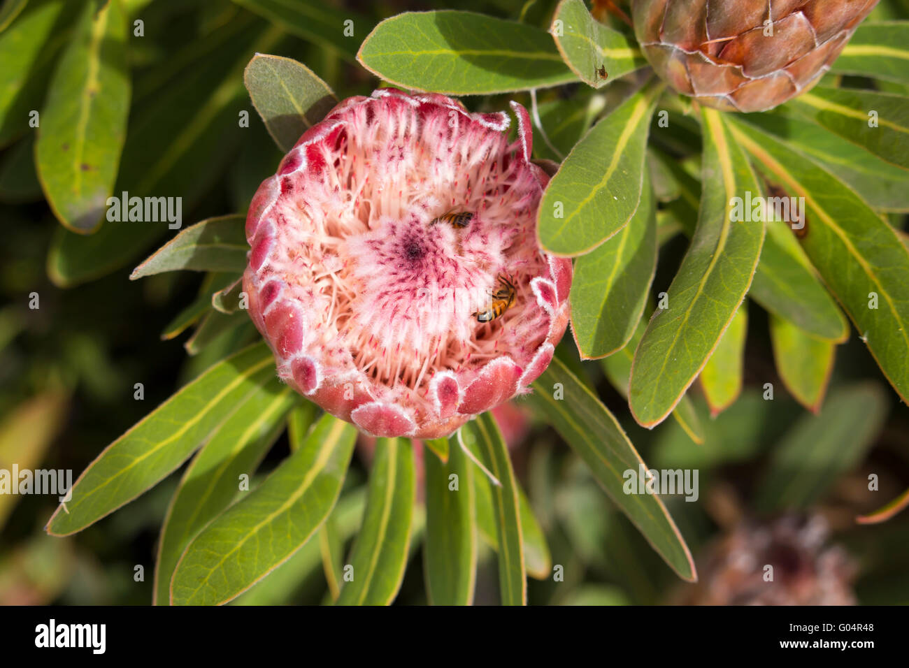 Bees getting pollen from the stunning pale pink long lasting decorative ...