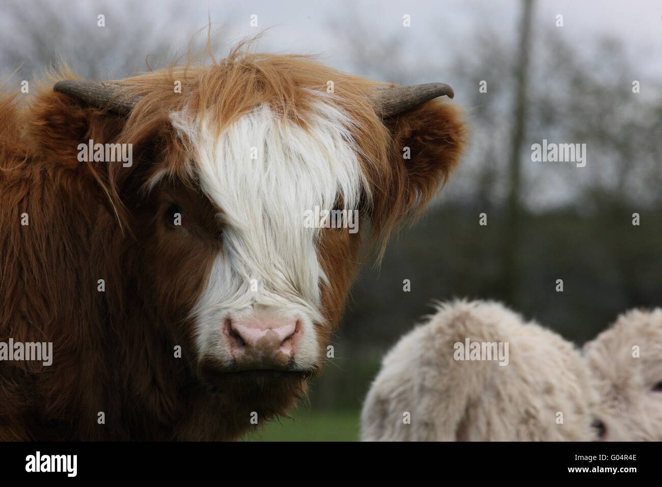 HEAD SHOT OF HIGHLAND CROSS CATTLE Stock Photo - Alamy