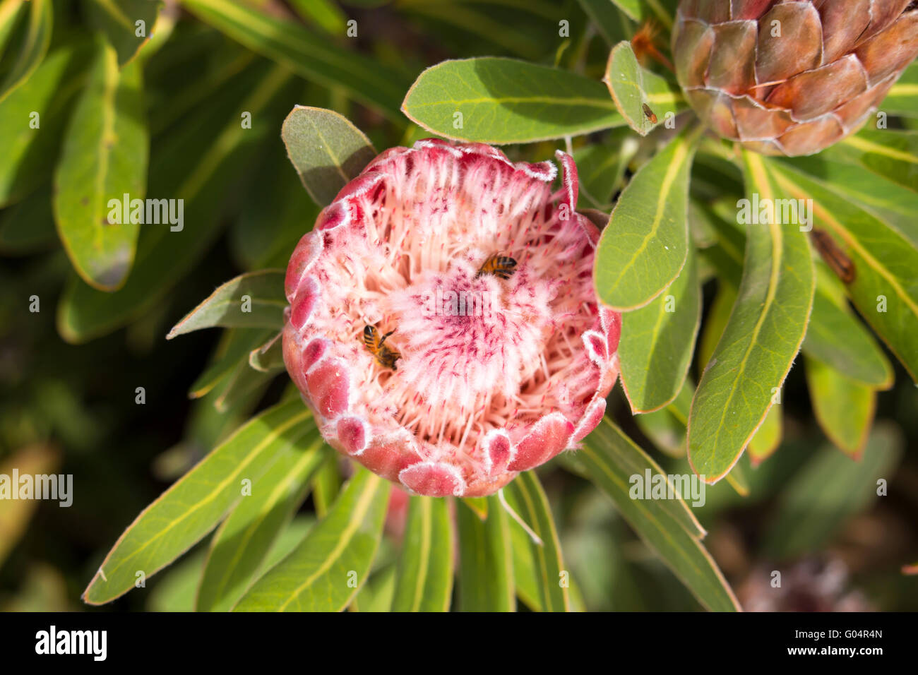 Bees getting pollen from the stunning pale pink long lasting decorative ...
