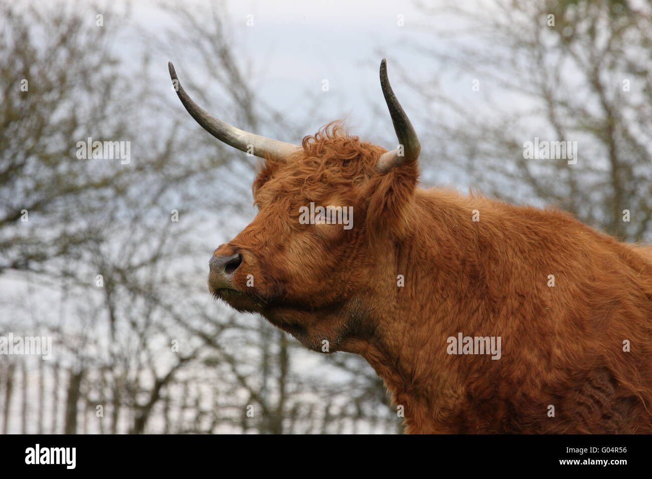 HEAD SHOT OF HIGHLAND CROSS CATTLE Stock Photo - Alamy