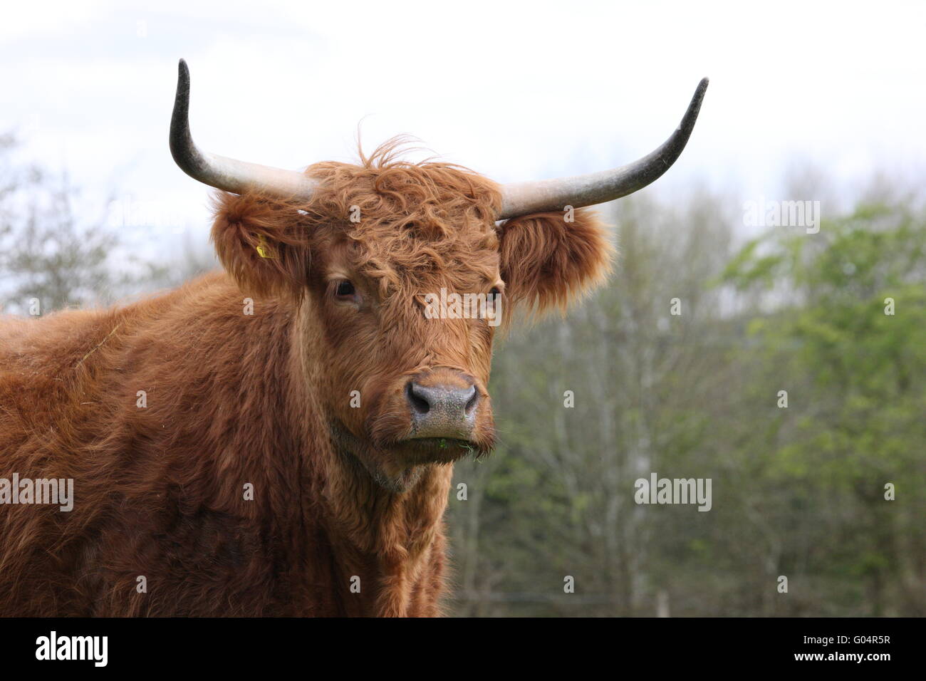 HEAD SHOT OF HIGHLAND CROSS CATTLE Stock Photo - Alamy