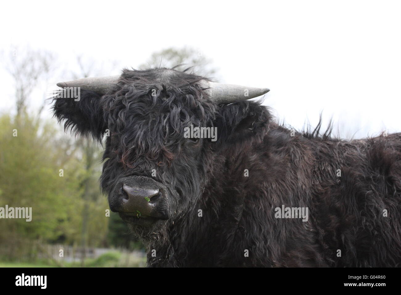 HEAD SHOT OF HIGHLAND CROSS CATTLE Stock Photo - Alamy