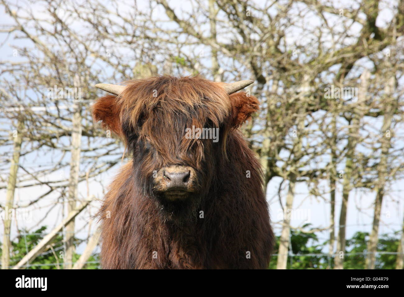 Bull heads hi-res stock photography and images - Alamy