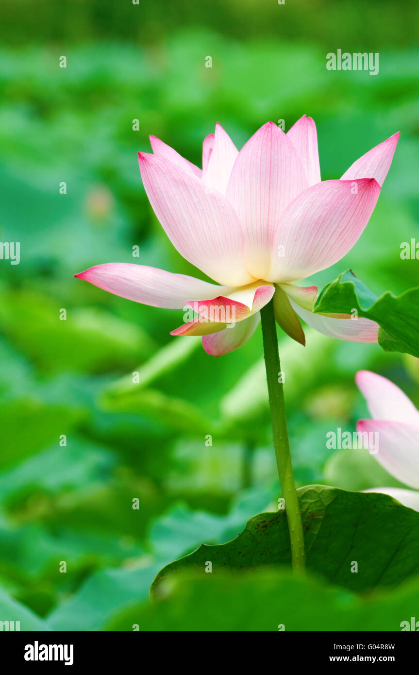 Close up of lotus flower with green back ground Stock Photo - Alamy