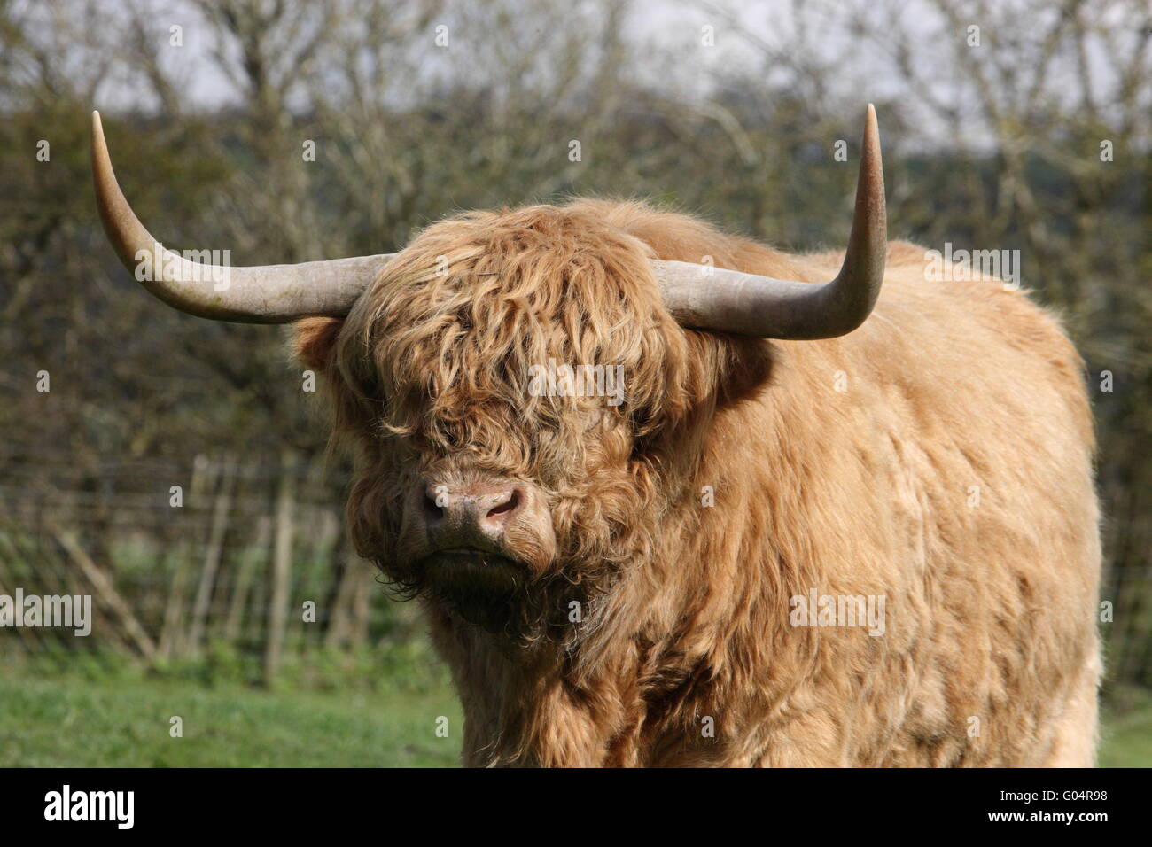 Bull heads hi-res stock photography and images - Alamy