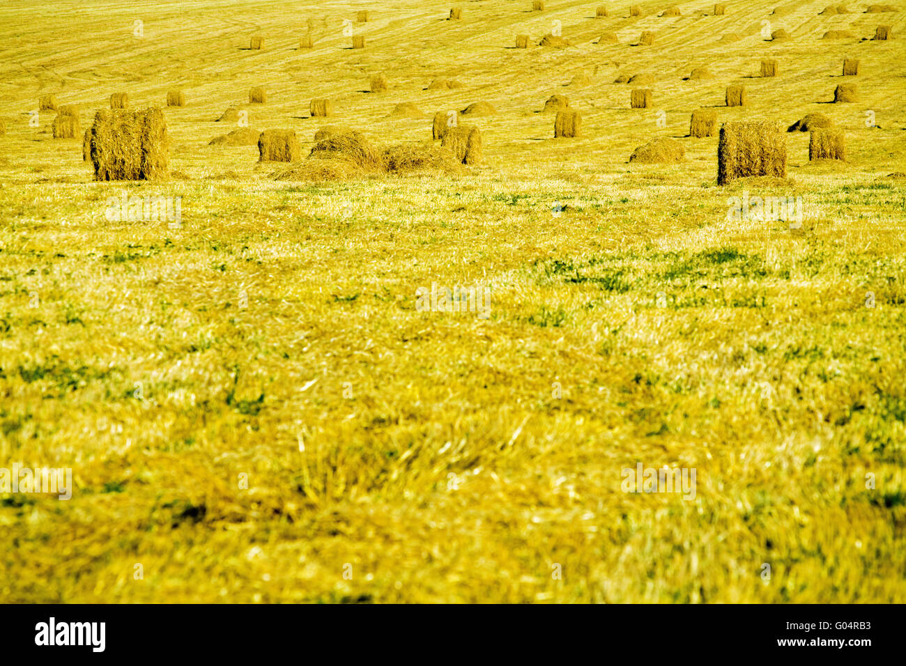 Yellow haystacks on a pure field from a crop in th Stock Photo - Alamy