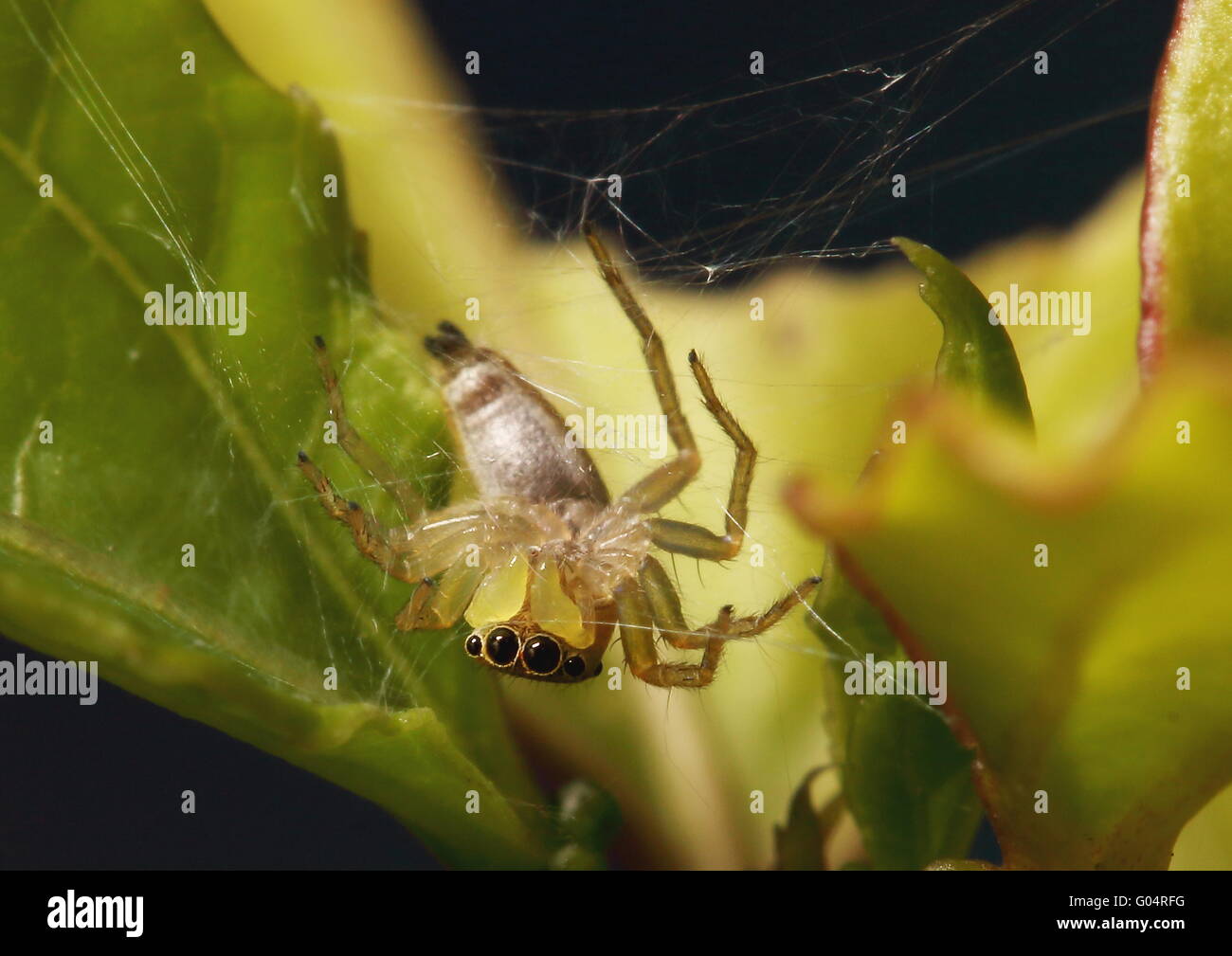 Web spinning spider hi-res stock photography and images - Alamy