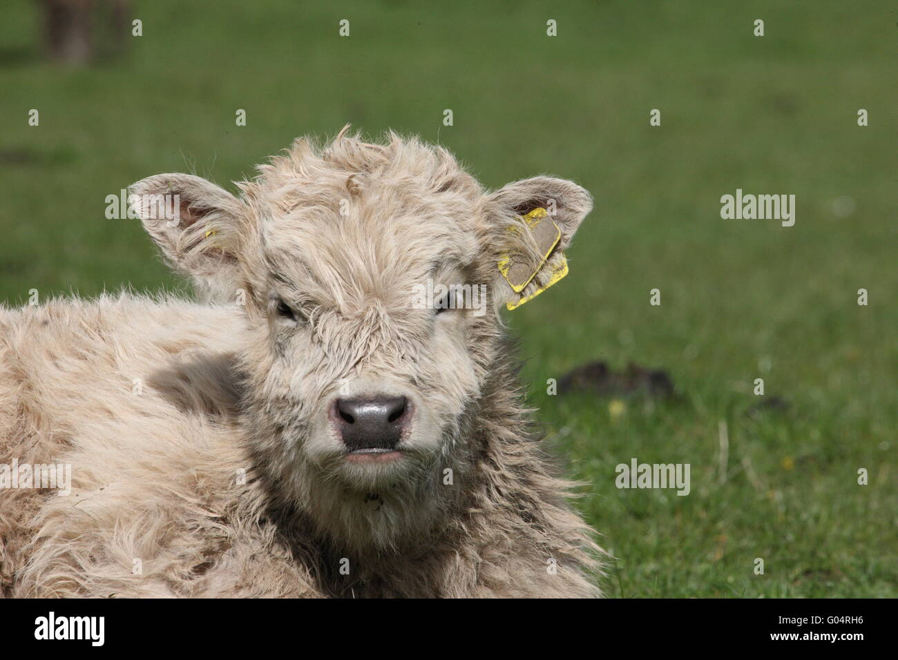 Bull heads hi-res stock photography and images - Alamy