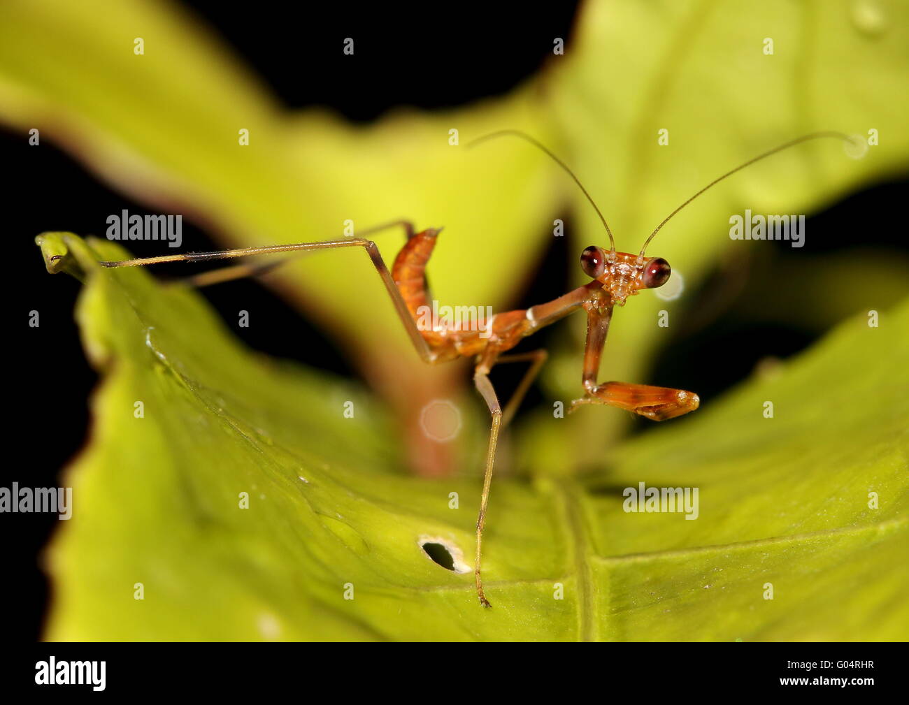 Cute praying mantis hi-res stock photography and images - Alamy