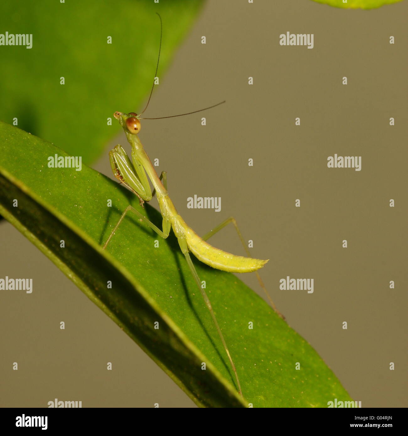 Green entomology hi-res stock photography and images - Alamy