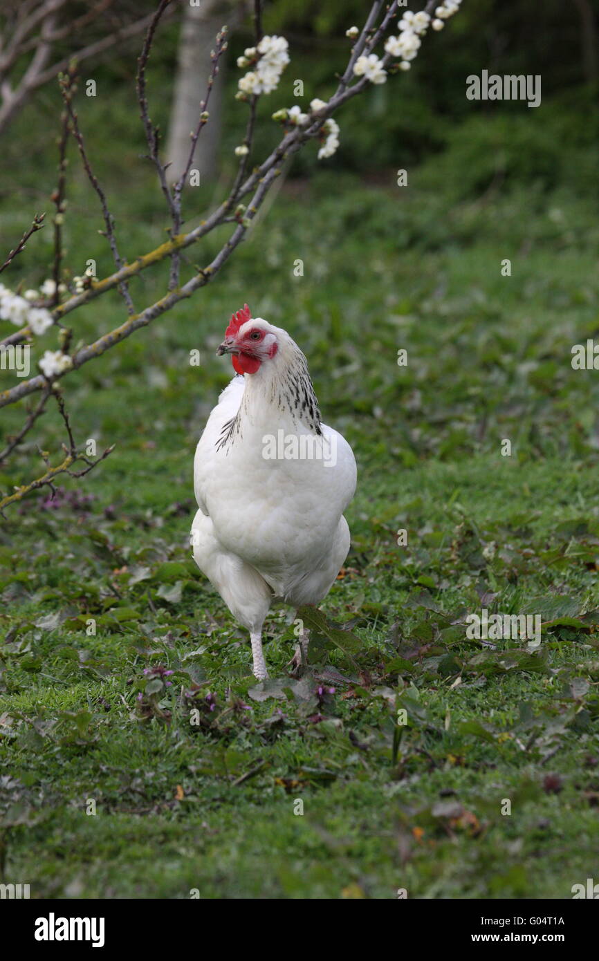 Light suffolk hen hi-res stock photography and images - Alamy